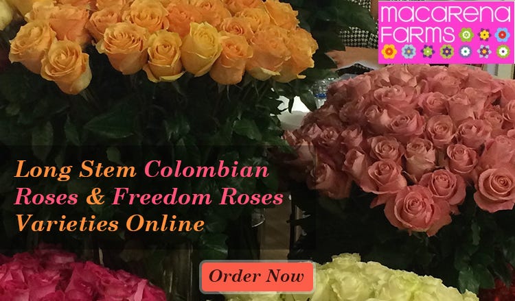 Colombian Freedom Roses Varieties Online | by Macarena Farms | Medium