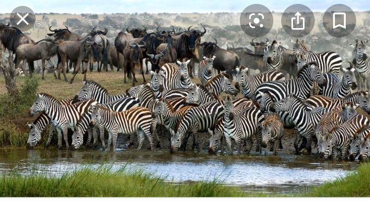 From Prehistoric times, how did the people in Africa interact with the ...