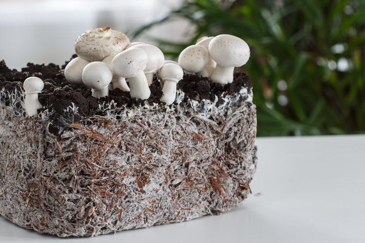 Mycelium : The Future of Plastics | by Aaron Boban Thomas 2060302 | Medium
