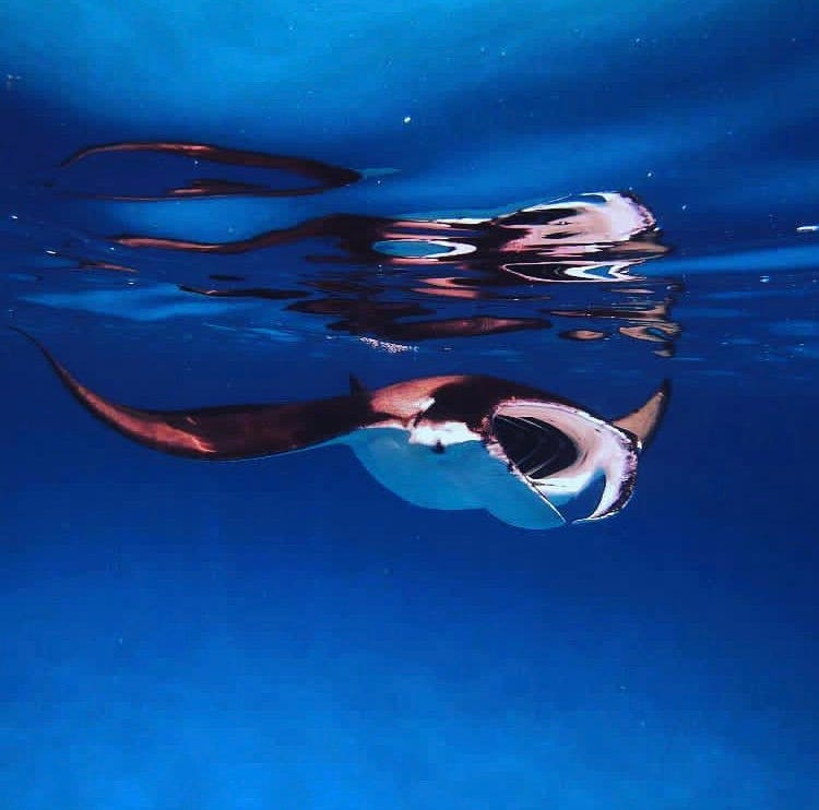 The powerful mirror of the reef manta ray | by Zoe Griffiths | Medium