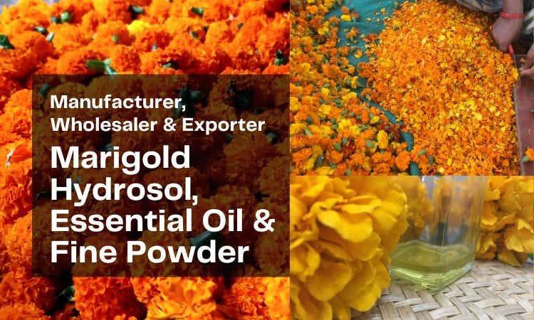 Manufacturer of Marigold Hydrosol & Powder in India - Aadhunik Ayurveda - Medium