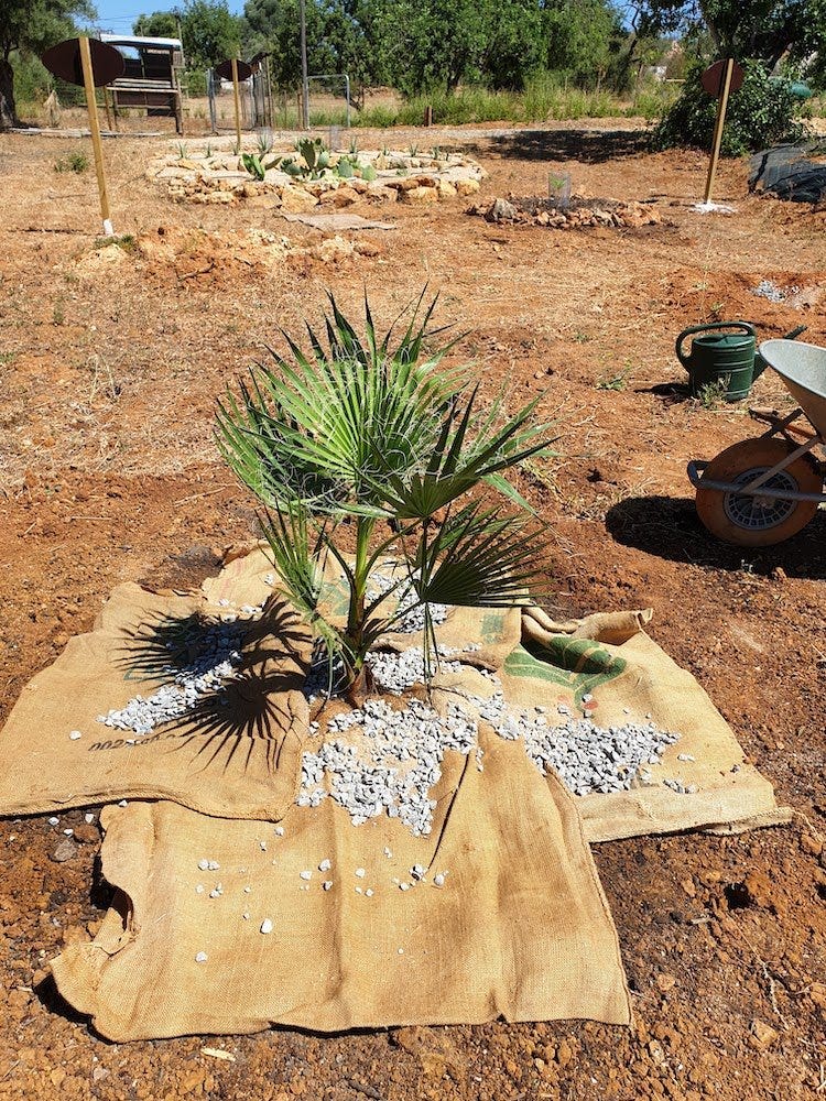 Mitigating the Effects of Drought with Tree Mulching | Right Way ...