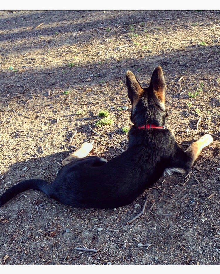 Social Media Project. Rocco; Week 4. | by Megan Godinez | Medium