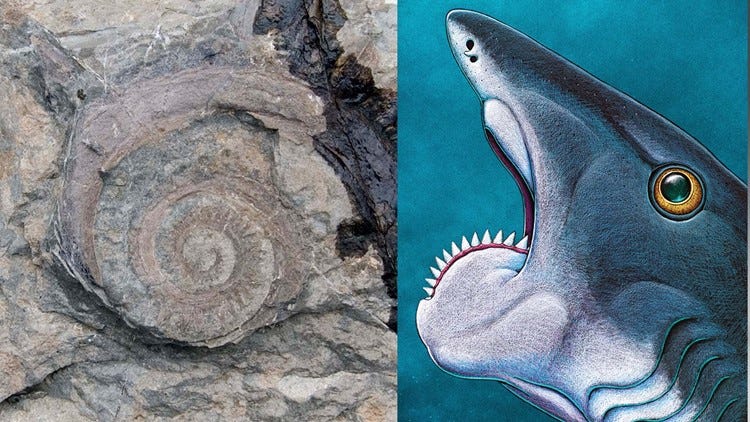 Helicoprion Interview with Dr. Leif Tapanila | by Evelyn Bitikofer | Medium