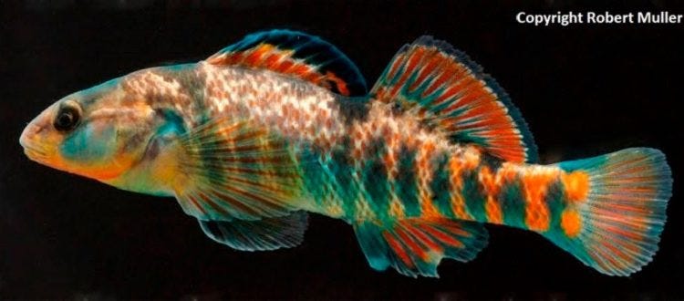 FISH TANK RAINBOW DARTERS: HOW TO MAKE IT LIVELY ONE- 2023 | by ...