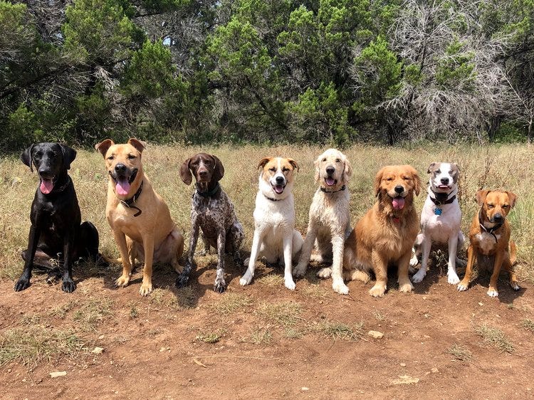 How to read and greet other dogs. We are lucky enough to live in a city… | by Allegra Kaough ...