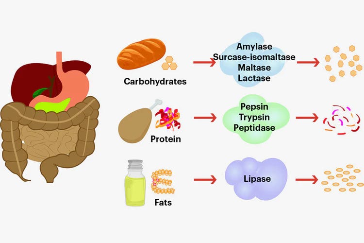 Digestion Of Protein
