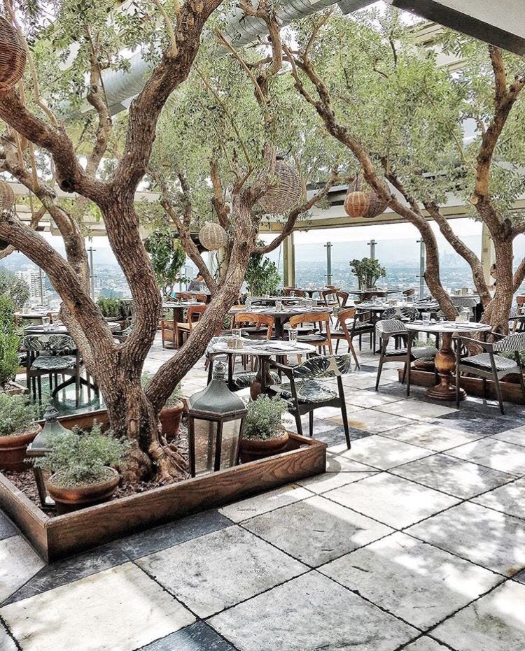 Instructions to Grow an Olive Tree in a Compartment | by ...