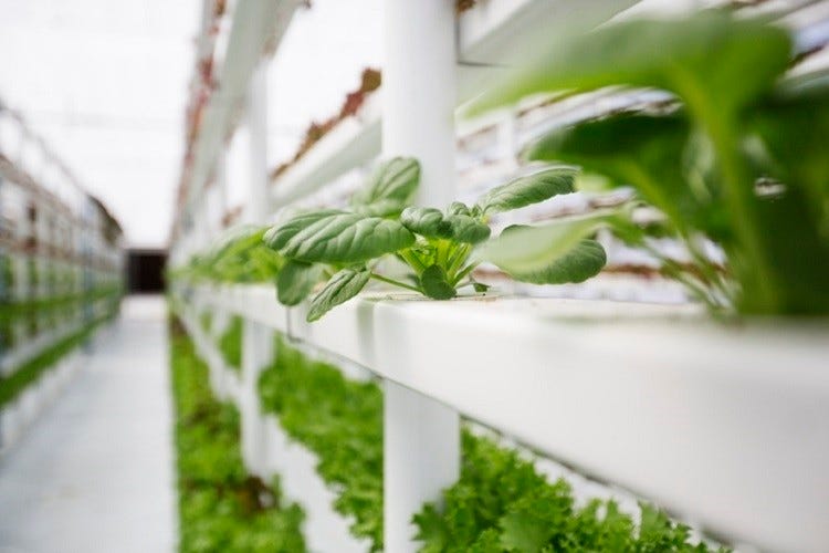 How to Build a Plant Smart Monitoring System with Deep Learning | by ...