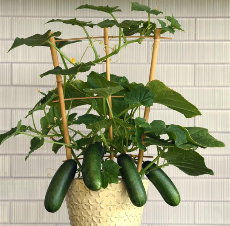 Cultivating a Flourishing Garden with Quality Seeds | by ...