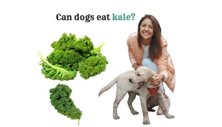 can-dogs-eat-kale (1)Can dogs eat kale? Here Are 3 Reasons Why You ...
