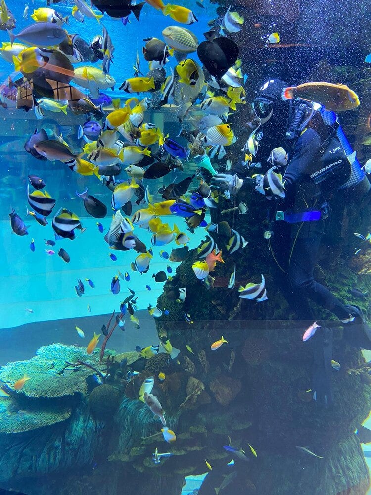 Aquarium management services - Red Fin Aquariums - Medium