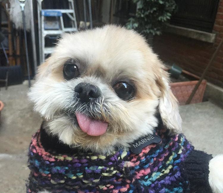 The Most Famous 15 Dogs Of Instagram | by Pyades | Medium