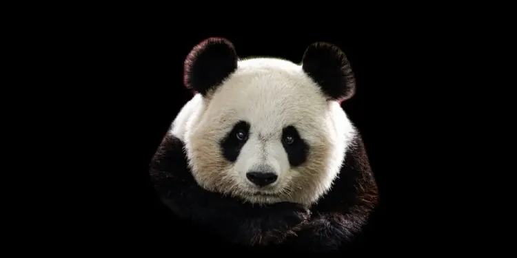 How a Simple Bookmark Earned a Two-Digit € Bug Bounty | by Erkan Kavas | MeetCyber | Jun, 2025 ...