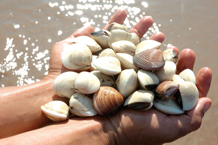 Clam Farming Market Globally Expected to Drive Growth through 2023–2030 ...