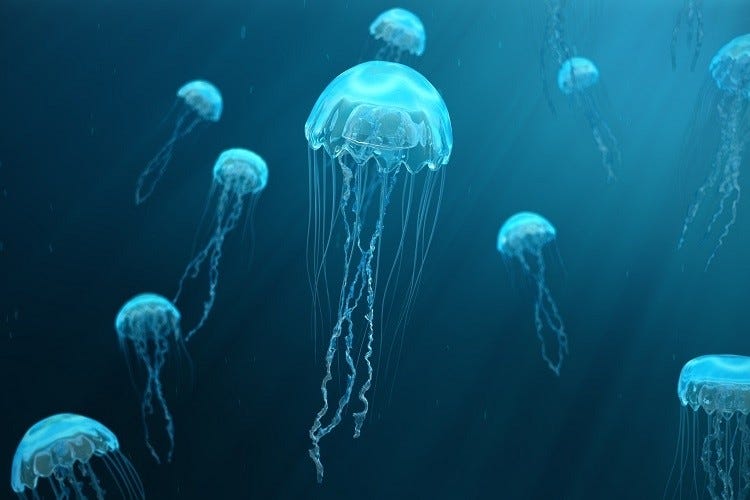 Fun facts about Jelly Fish - Speedy Facts - Medium