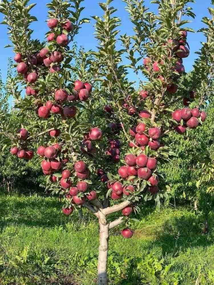 The Apple Tree: A Symbol of Nature's Bounty | by Sunny Baba | Oct, 2024 ...