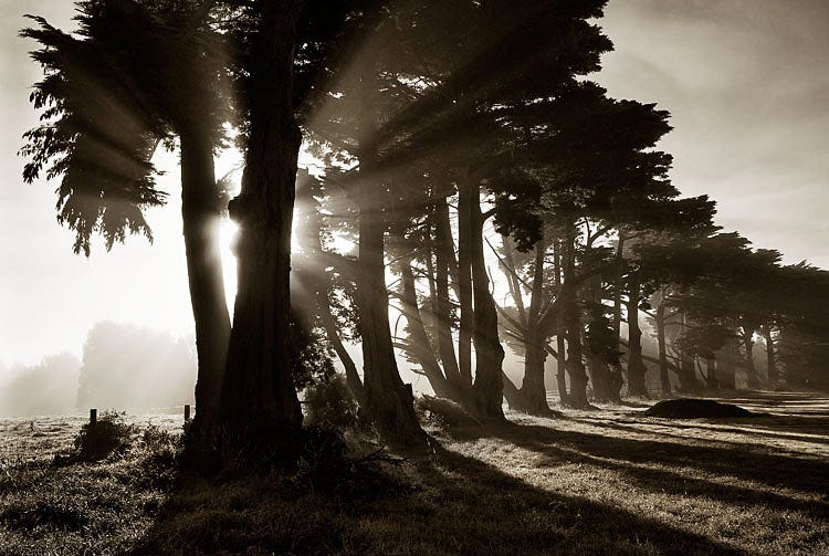Light and Shade. “Into the woods on an October… | by Storyboard | The ...
