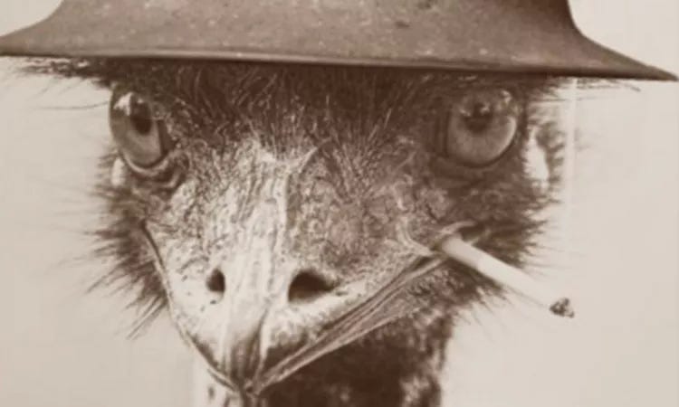 The Great Emu War of 1932. In October of 1932 The Great Emu War… | by ...