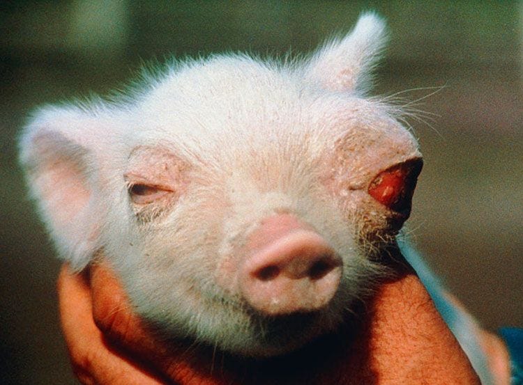 Most interesting animals with beautiful deformities - itsmebri223 - Medium