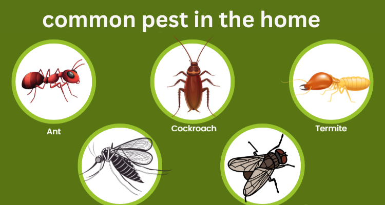 What Are the Most Common Signs of a Pest Infestation in a Home? | by ...