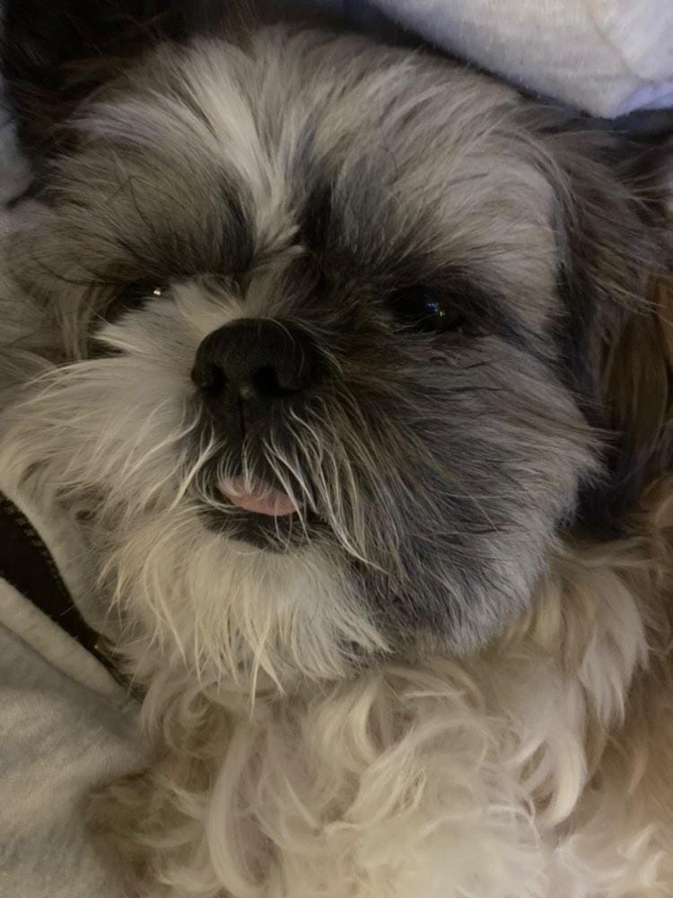 To My Animal Soulmate. Happy First Annual Gotcha Day! | by Long After ...