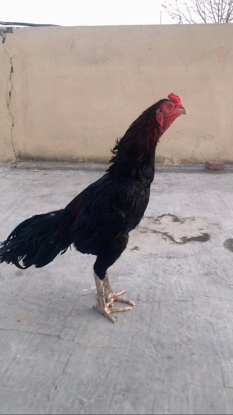 Thai Aseel Murga: The Majestic Fighter | by saifch | Medium