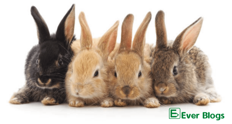 RabbitMQ: Smart Decoupling Rabbits! | by Akshay Gudhate | Ever Blogs ...