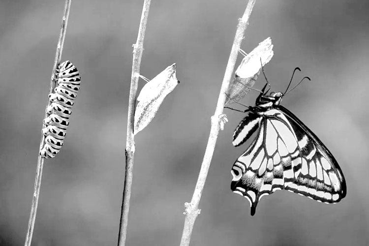 18/100: Lost in Transition. This vignette looks at Day 18 in a… | by ...