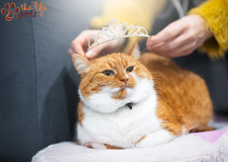Top 10 Costliest Cat Breeds for Elite Cat Lovers | by Thelifepets | Aug ...
