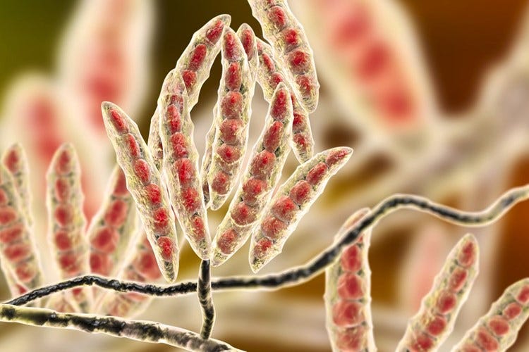 Tools for Mycotoxin Analysis. Determination of mycotoxin levels in ...