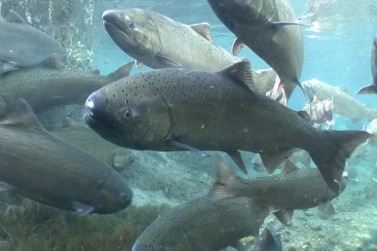 Snohomish Basin salmon, steelhead fisheries closed to protect wild ...