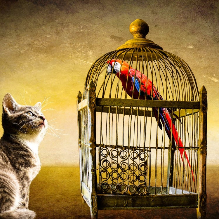 Are You in a Circle or in a Cage? | by KatieMae | Medium