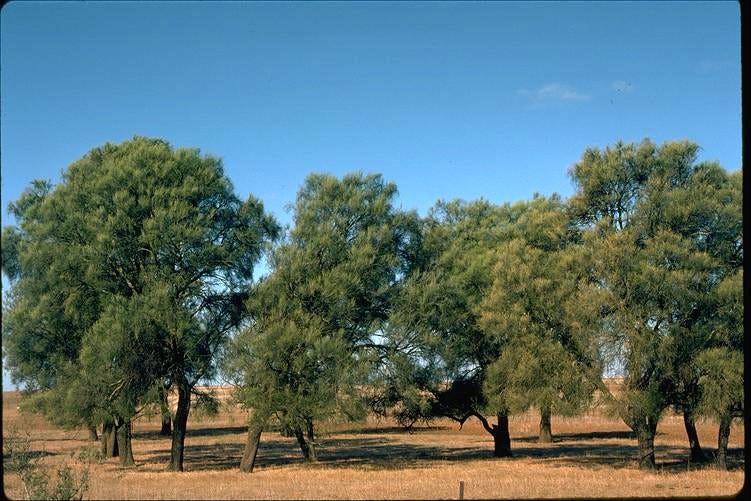 Caleb’s Boluke Tree. We met during our youth as… | by Ezmorelda | Medium