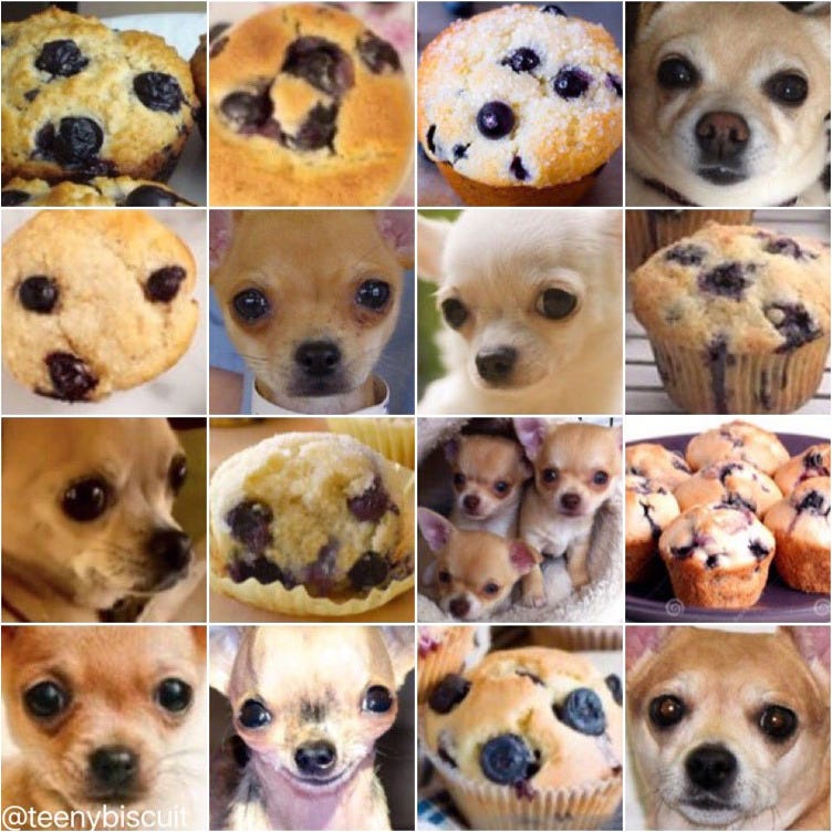 Chihuahua or Muffin? | by Cristian Duguet | Medium