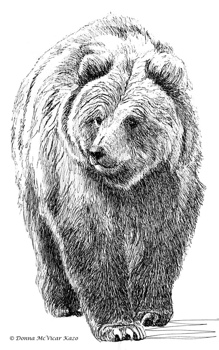 “Grizzly Bear” ink drawing. Day 118 of my artwork retrospective | by ...