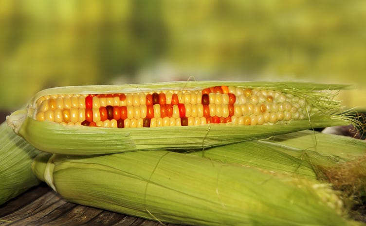 GM CROPS - Toppers Academy - Medium