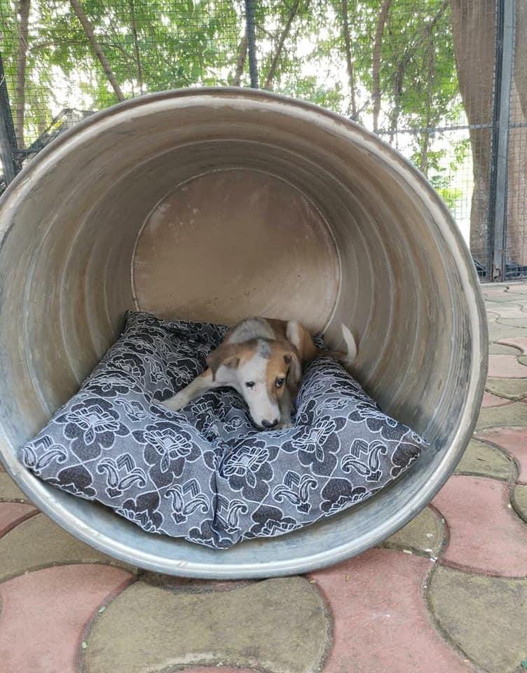 Fine example of great design ! Innovation and cost efficient dog ...