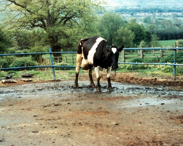 Creating Carnivorous Cows. What Could Possibly Go Wrong? | by Elisa ...