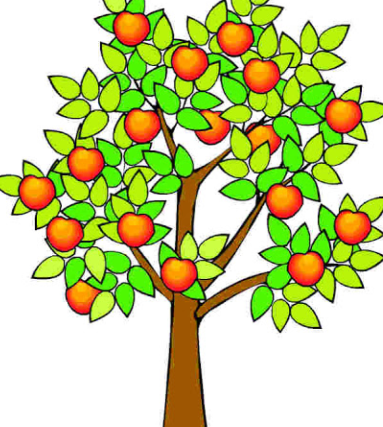 Fruit Tree Drawing