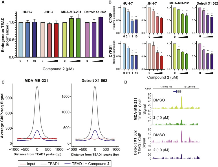 Axial — TEADS: controlling gene expression | by Axial | Axial | Medium