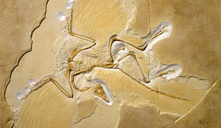 Opisthotonus Or A Typical Death Pose Of Many Dinosaurs