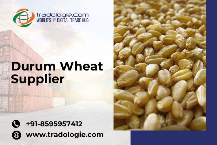 Durum Wheat Supplier - Tradologie - Medium