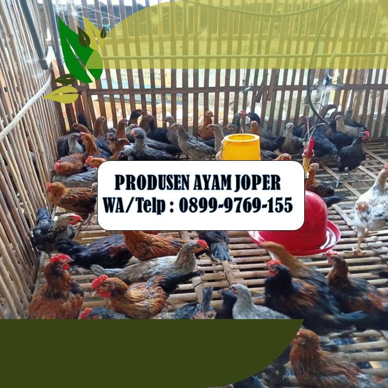 PALING DICARI, Produsen Ayam Joper | Ayam Jawa Super | Ayam Kampung Super Manado, WA : 0899–9769 ...