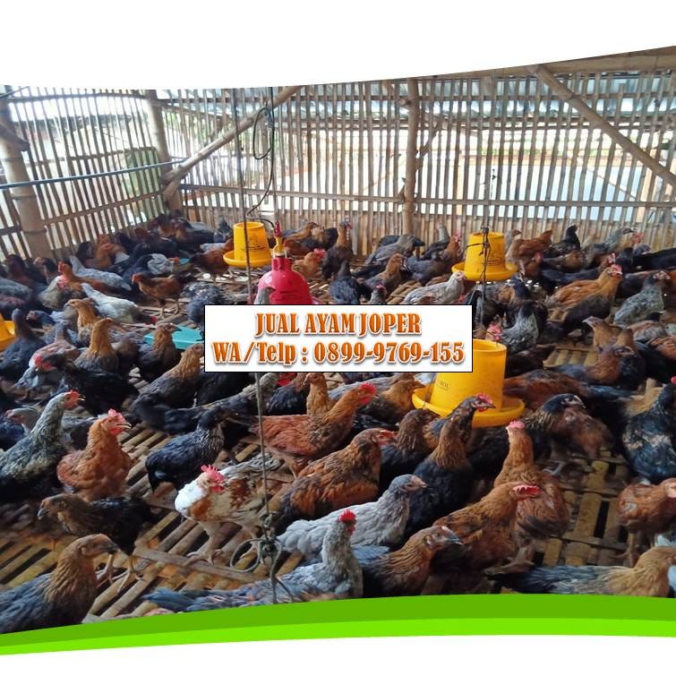 FRESH, Produsen Ayam Joper | Ayam Jawa Super | Ayam Kampung Super Palu ...