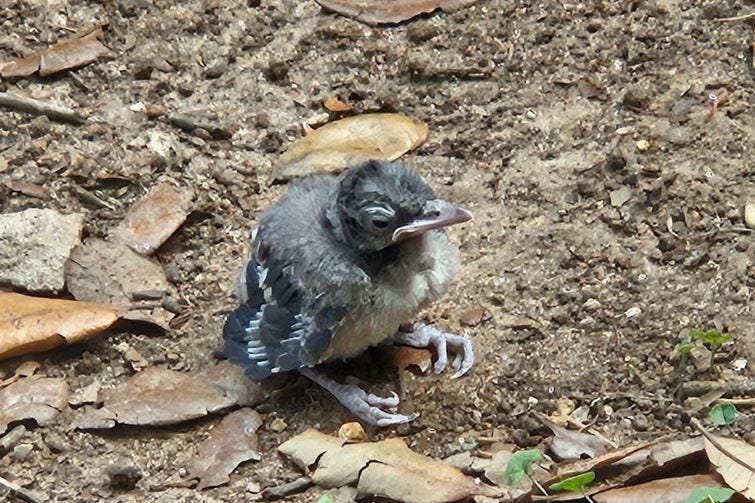 I Found a Baby Blue Jay in My Backyard — Here’s What I Learned | by ...