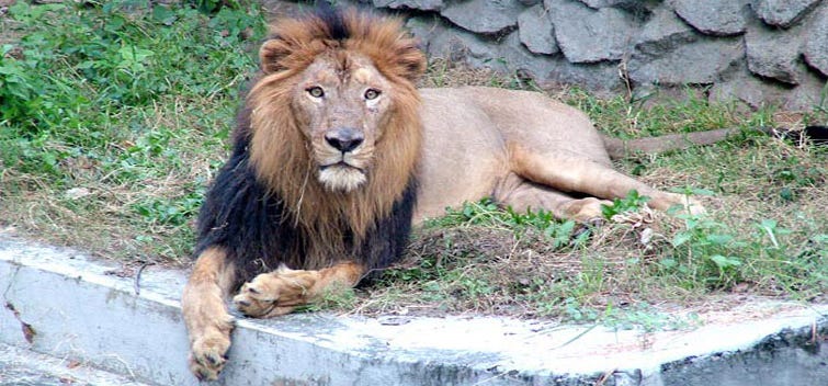 All you need to know about Lucknow Zoo | by Mira Singh | Medium
