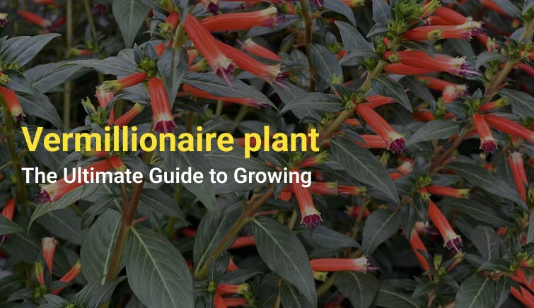 Vermillionaire Plant Care: A Comprehensive Guide | by Mia Jordan | Nov ...