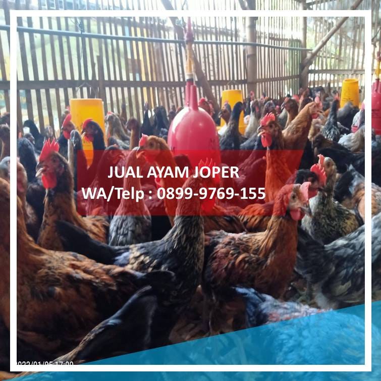ENAK,Produsen Ayam Joper | Ayam Jawa Super | Ayam Kampung Super ...