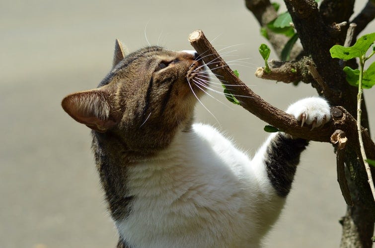 3 Things You Probably Didn’t Know About Cats | by Daniel Hopkirk ...